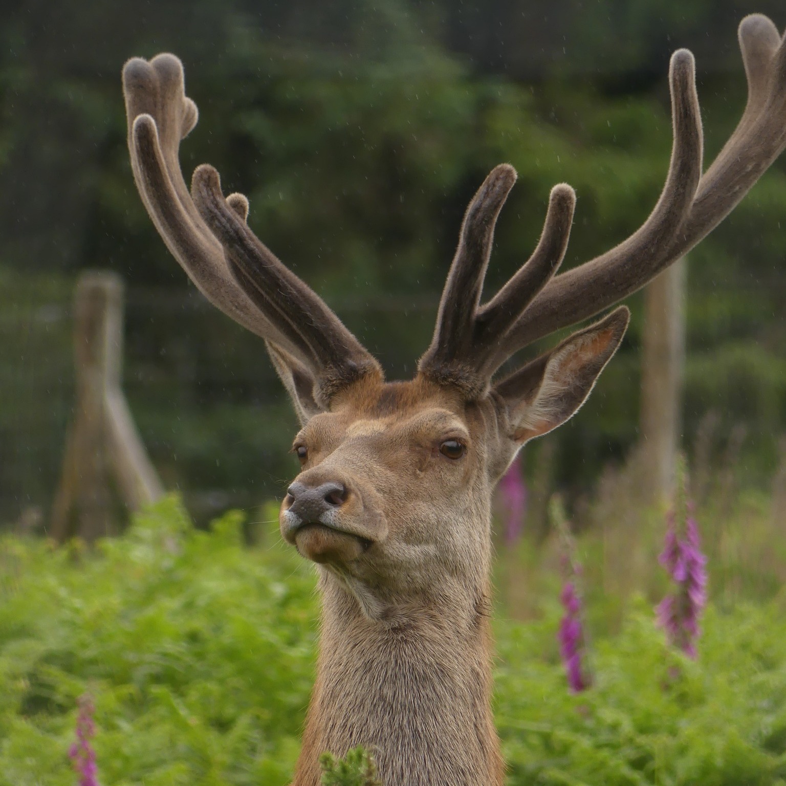 Sa majesté le cerf - Site officiel du Parc naturel régional d’Armorique